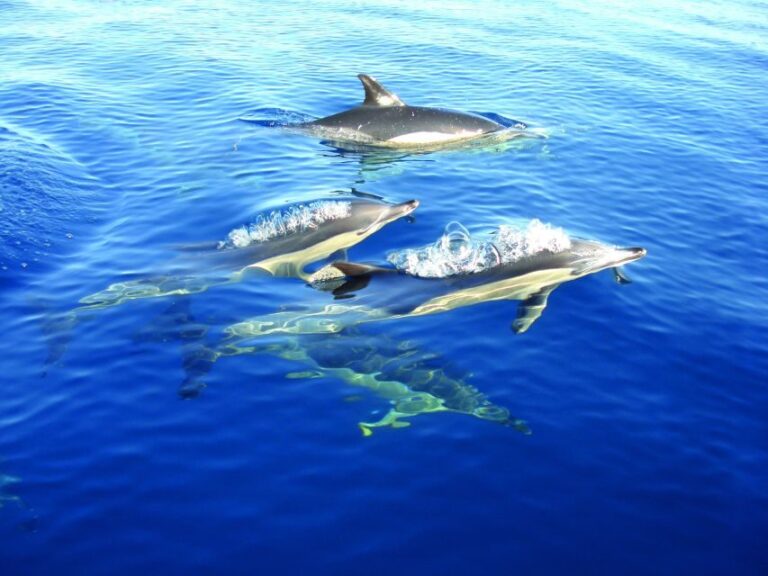 Fuzeta: Dolphin Observation Tour - What the Tour Looks Like