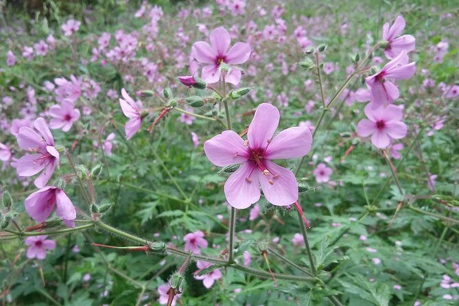 Gastro hike (Private Tour) - Who Is This Tour Best For?