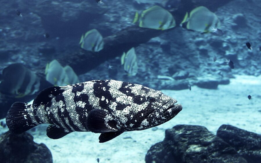 Potato cod close up on the Great Barrier Reef