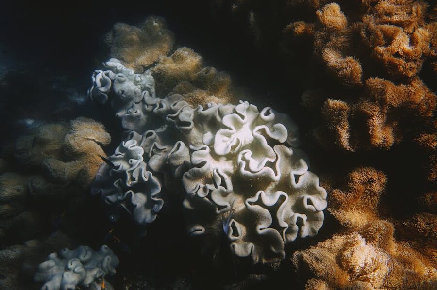 Coral formations close up Great Barrier Reef
