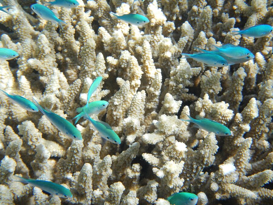 School of fish on Great Barrier Reef coral underwater Australia