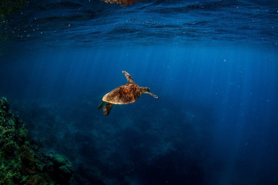 Green sea turtle swimming up for a breath on the Great Barrier Reef