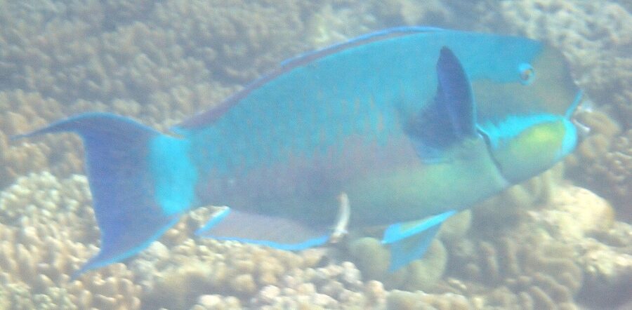 Steephead parrotfish on Hastings Reef Great Barrier Reef Cairns