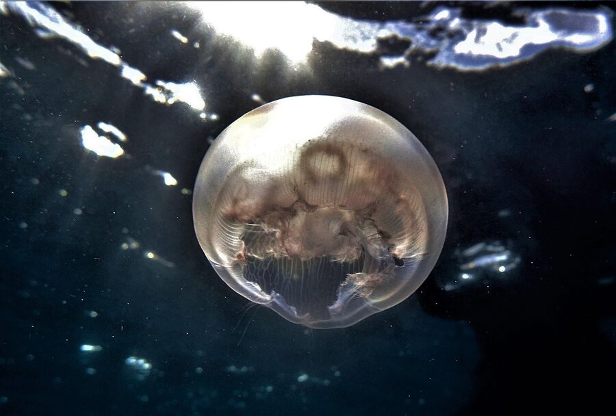 Jellyfish drifting on the Great Barrier Reef
