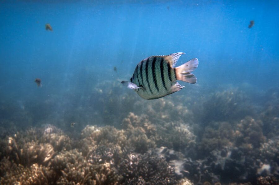 Reef fish gliding over coral on the Great Barrier Reef