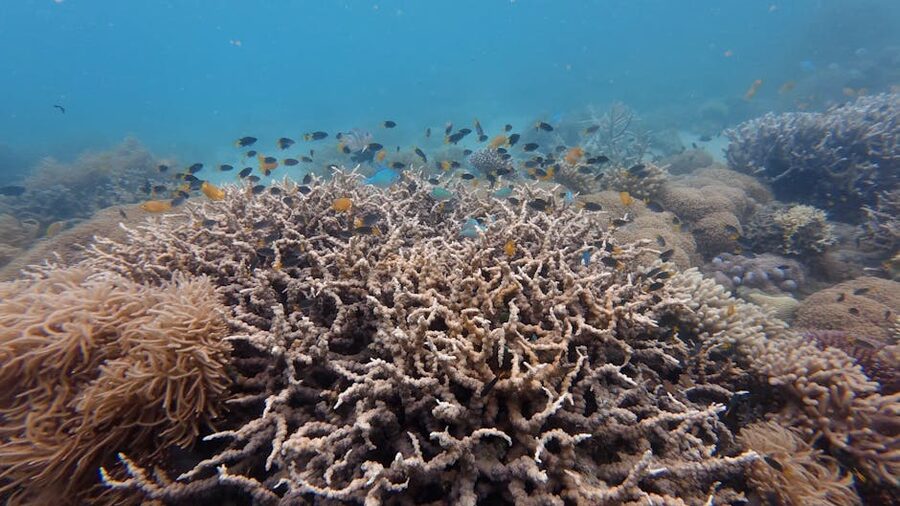 Coral reef ecosystem Queensland Australia