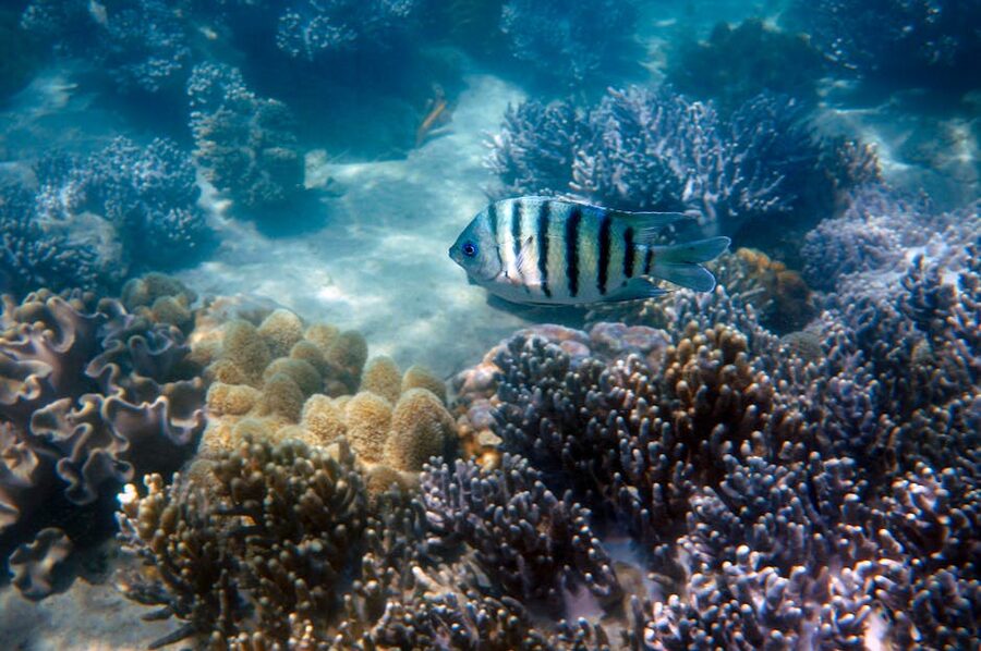 Sergeant major fish over coral Great Barrier Reef
