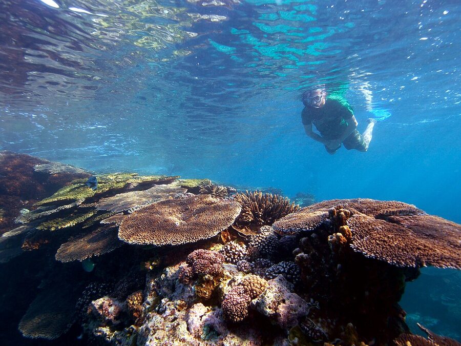 Snorkeller looking at coral on Great Barrier Reef