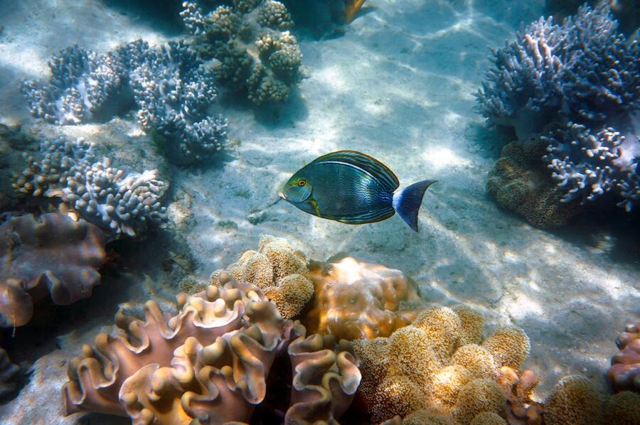Surgeonfish swimming over coral reef