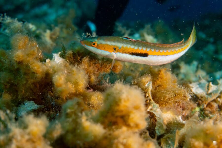 Genoa: snorkeling a stone's throw from downtown - What to Expect from the Itinerary