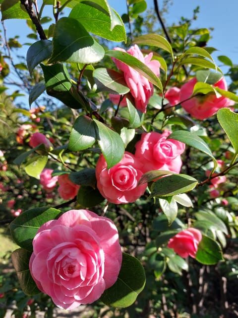 Genoa: Villa Durazzo Pallavicini Park Entry Ticket - Final Thoughts