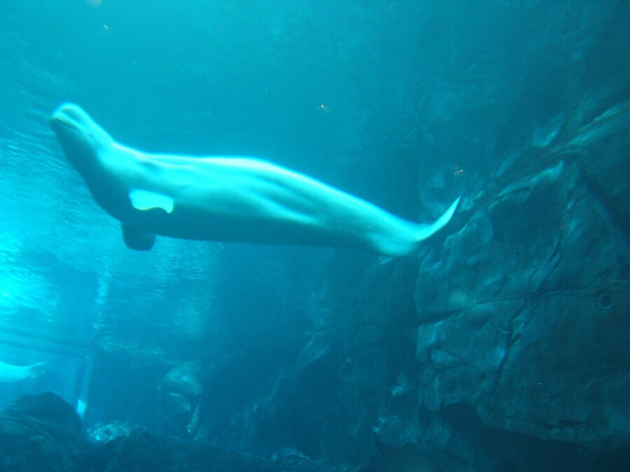 A beluga whale at the Georgia Aquarium in Atlanta