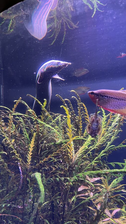 Marine life display at the Georgia Aquarium Atlanta