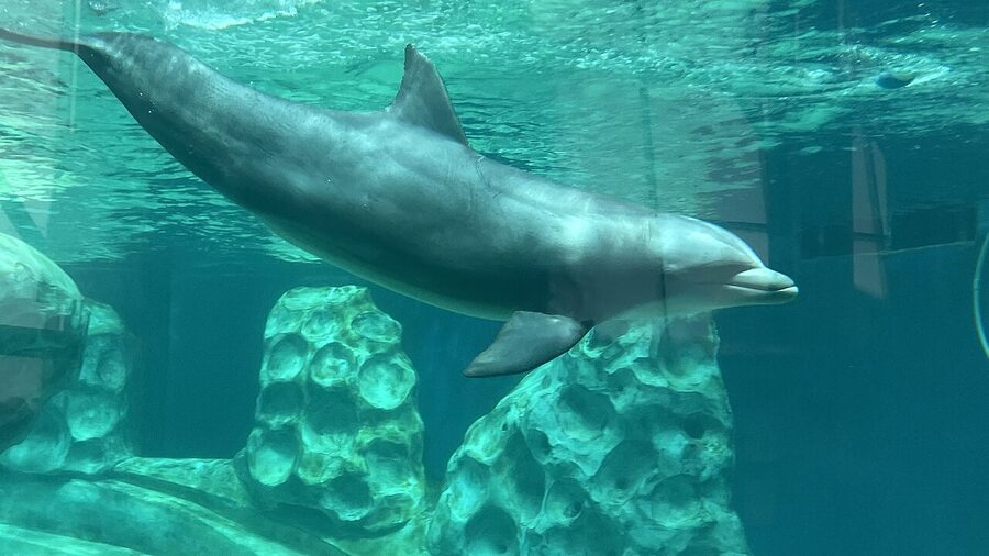 Inside a gallery at the Georgia Aquarium