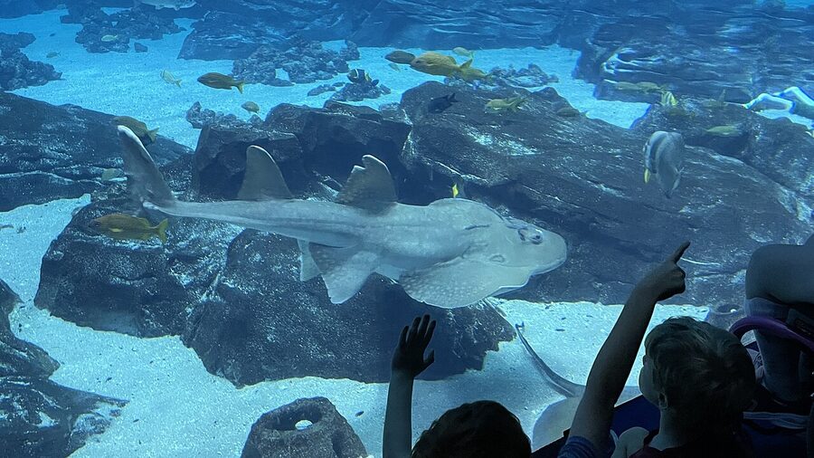 Marine life exhibit at the Georgia Aquarium