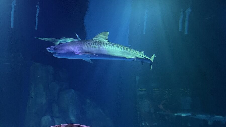 Exhibit display at the Georgia Aquarium