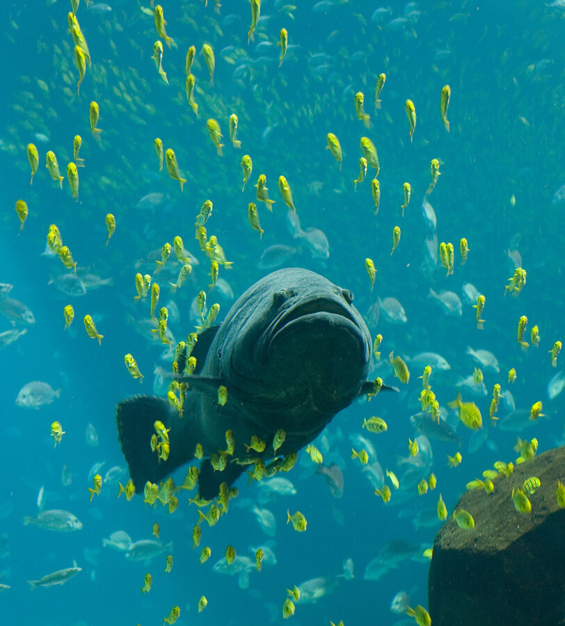 A giant grouper in the Ocean Voyager tank at the Georgia Aquarium