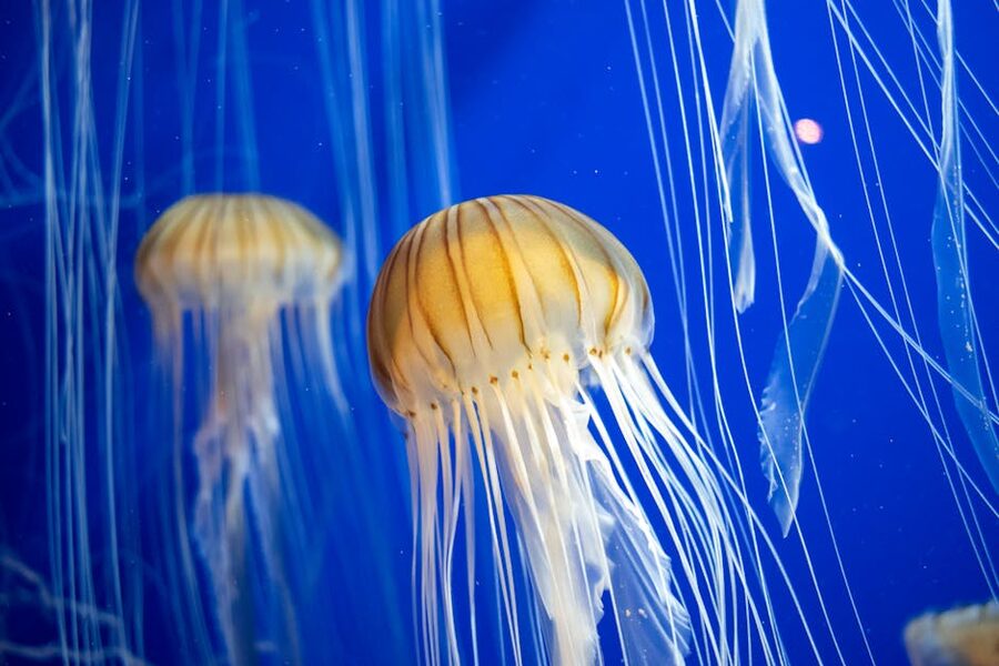 Jellyfish drifting in a tank at the Georgia Aquarium in Atlanta