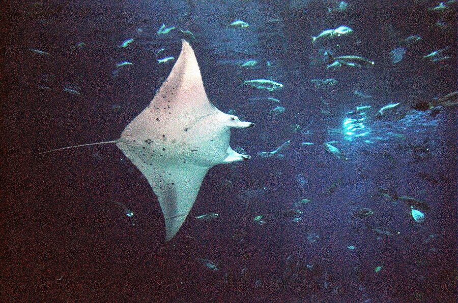Nandi the manta ray at the Georgia Aquarium
