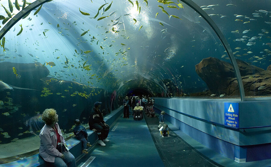 The underwater viewing tunnel inside the Ocean Voyager exhibit at the Georgia Aquarium