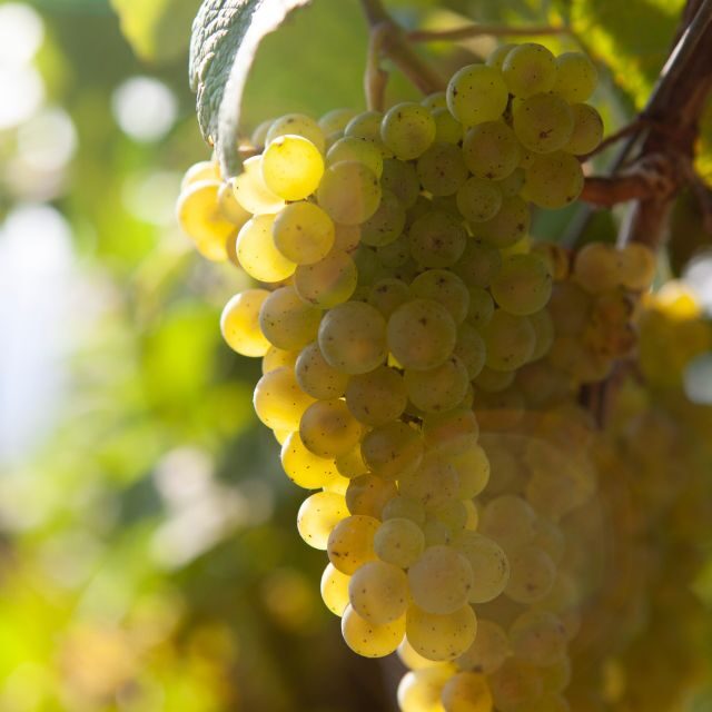 Getaria Txakoli wine tour from San Sebastian - Authenticity and Cultural Insight