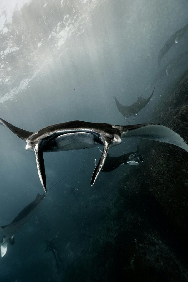 Giant oceanic manta rays gliding gracefully underwater