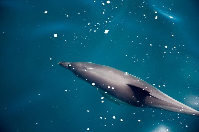 Gibraltar Dolphin Adventure - Practical Tips for Booking and Participating