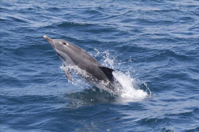 Gibraltar Dolphins Watching Day Trip from Seville - What to Expect During the Cruise