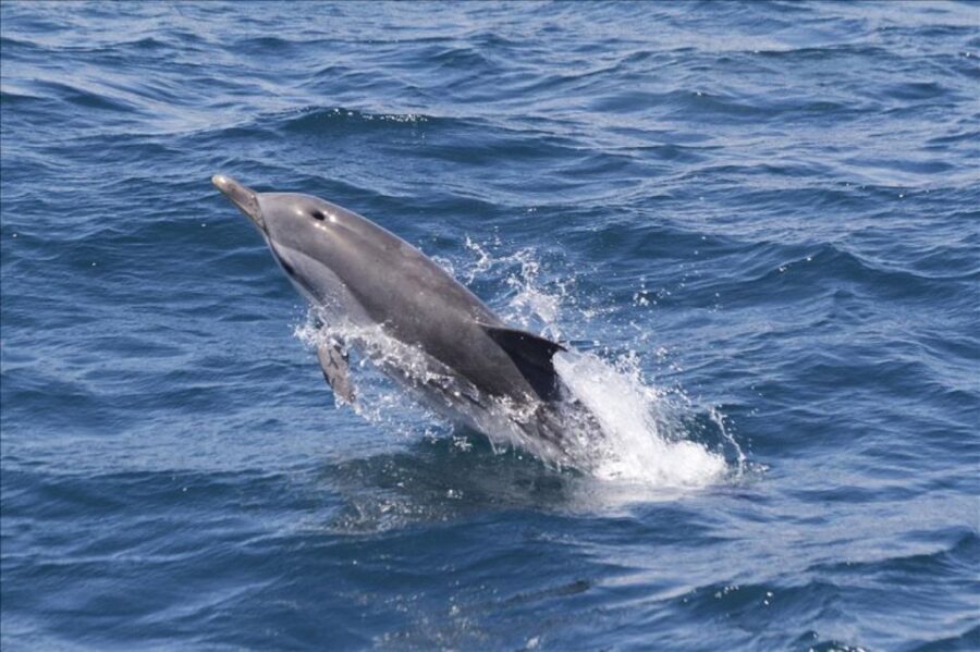 Gibraltar Dolphins Watching Day Trip from Seville - What to Expect During the Cruise