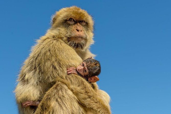 Gibraltar Inside Out Extended Tour 2.30hrs - Starting Point: Convenient and Personal Pickup