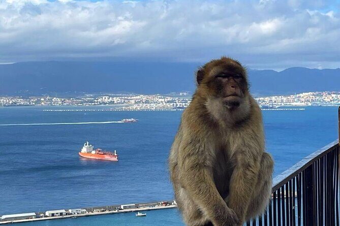 Gibraltar Private Daytrip From Malaga - What Makes This Tour Stand Out?