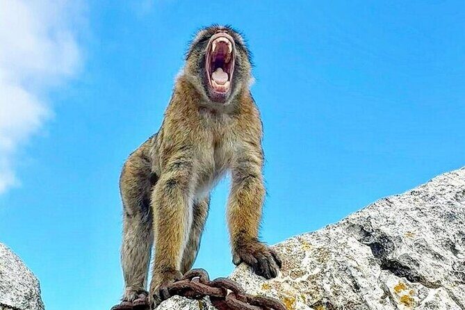 Gibraltar Private Tour From Marbella - Practical Considerations