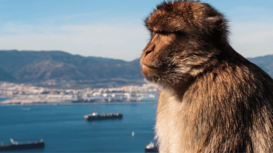 Gibraltar shopping: Desde Málaga y la Costa del Sol - Practical Tips for Making the Most of Your Day