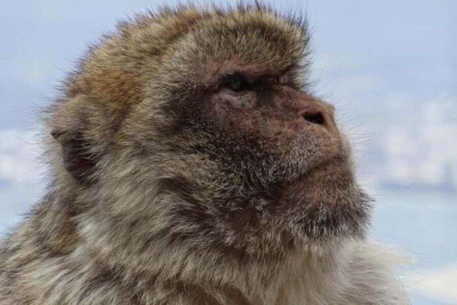 Gibraltar Shore Excursion: The Original Rock & Caves Tour - Exploring Europa Point and the Pillars of Hercules