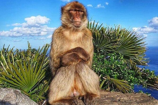 Gibraltar Sightseeing : Classic Rock Tour plus World War 2 Tunnels (Private) - Detailed Breakdown of the Itinerary