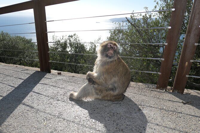 Gibraltar Sightseeing: Sunset Panoramic and Monkey Tour - Practical Tips for Travelers