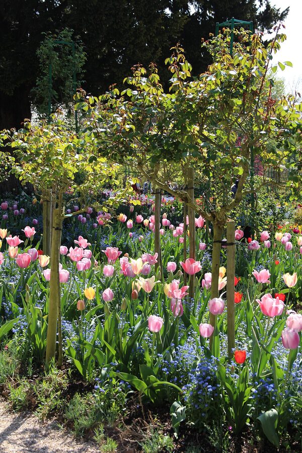 Pond at Fondation Claude Monet with weeping willow Giverny