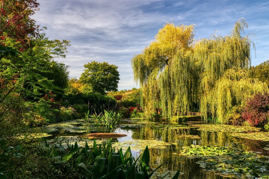 Monet's garden pond with water lilies and reflection at Giverny