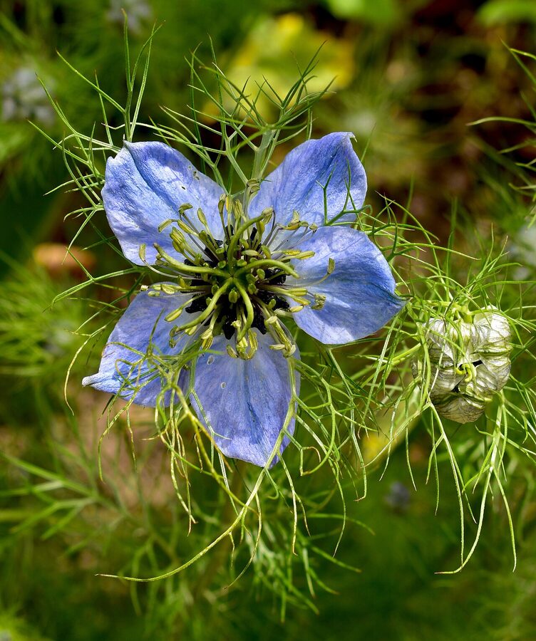 Nigella flower in Monet Garden Giverny May