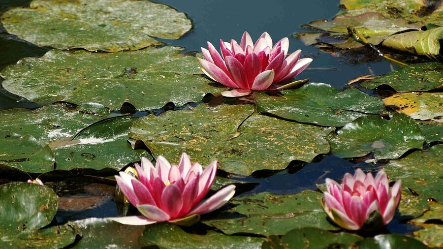 Pink water lilies on Monet's pond at Giverny
