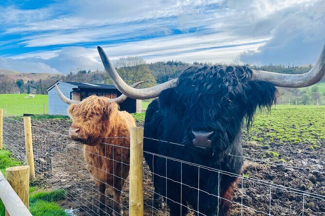 Glasgow: Loch Ness, Glencoe & The Highlands - Guide Quality & Experience