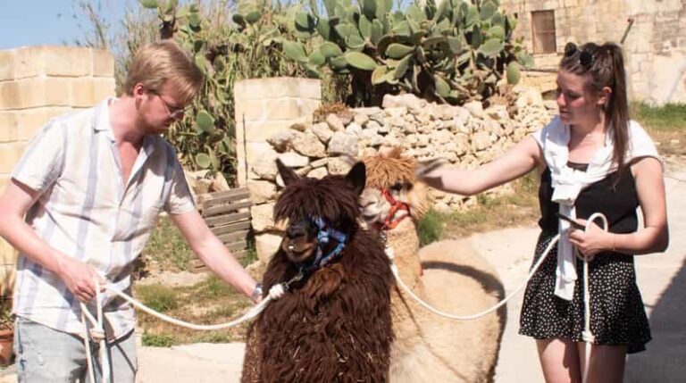 Gozo Alpaca Walks : with feeding and farm visit - Who Will Love This Experience?