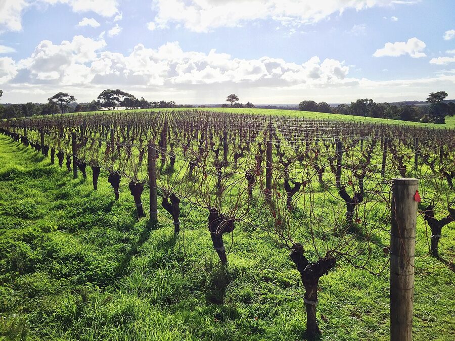 Gralyn Winery vineyards in Margaret River known for Cabernet Sauvignon