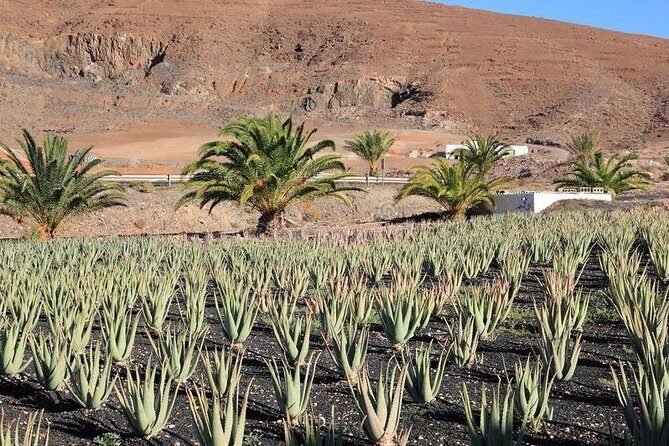 Gran Canaria Historic Tour - Yestarday and Today Premium - A Well-Rounded Tour of Gran Canaria’s Heritage