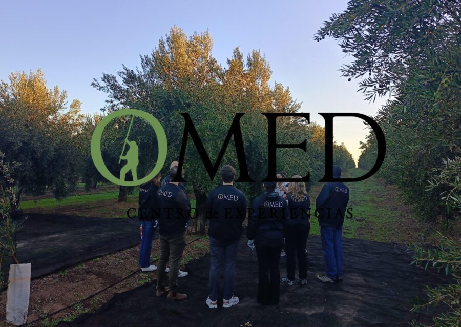 Granada in EVOO: Olive grove guided tour and sensory tasting - Practical Details and Value