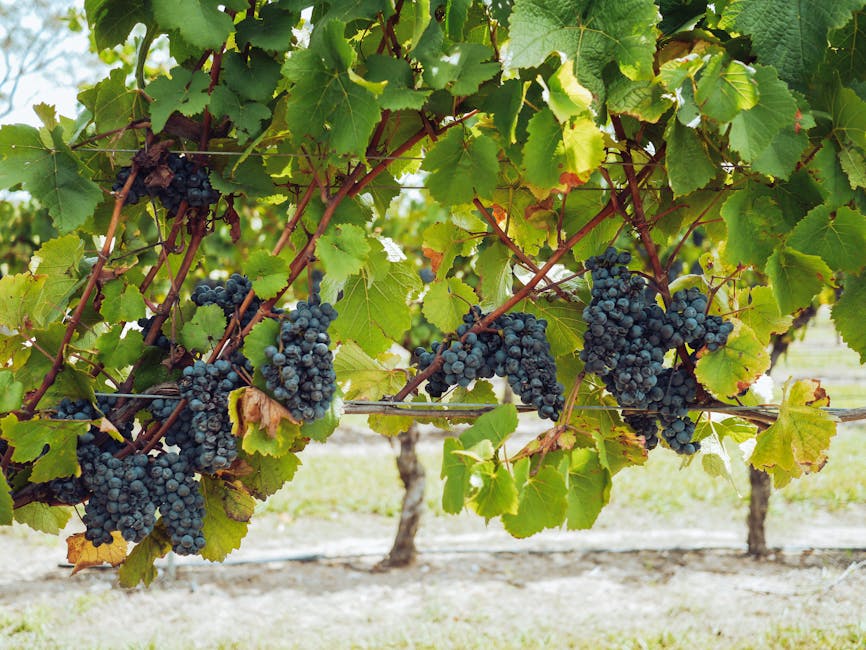 Grapes ripening on the vine in a NSW vineyard