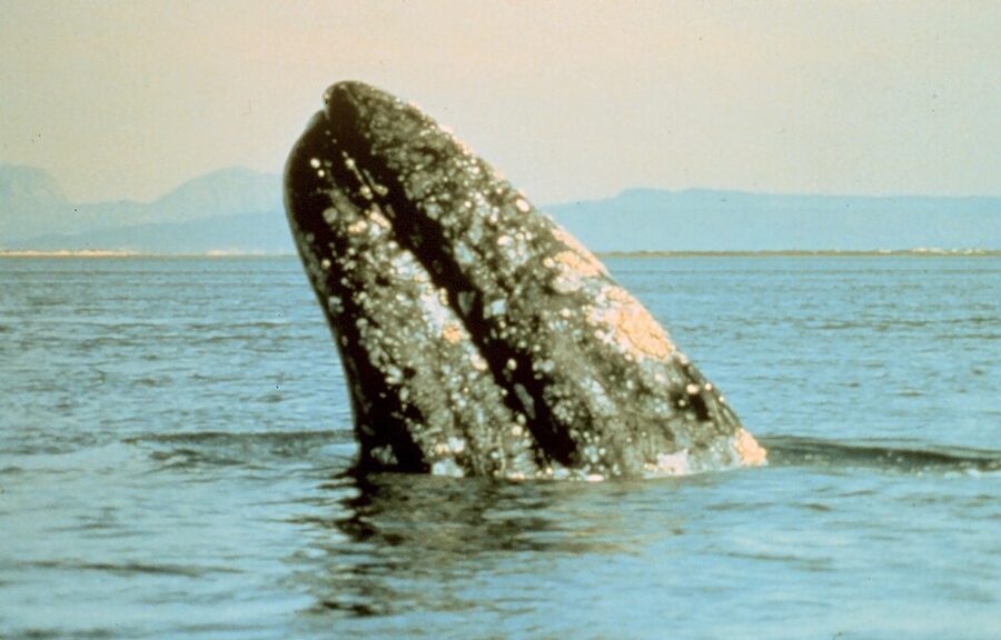 Gray whale surfacing in Pacific waters