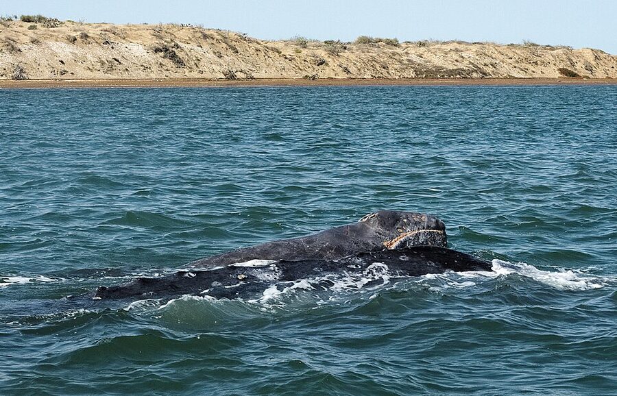 Gray whale swimming with calf off Baja California