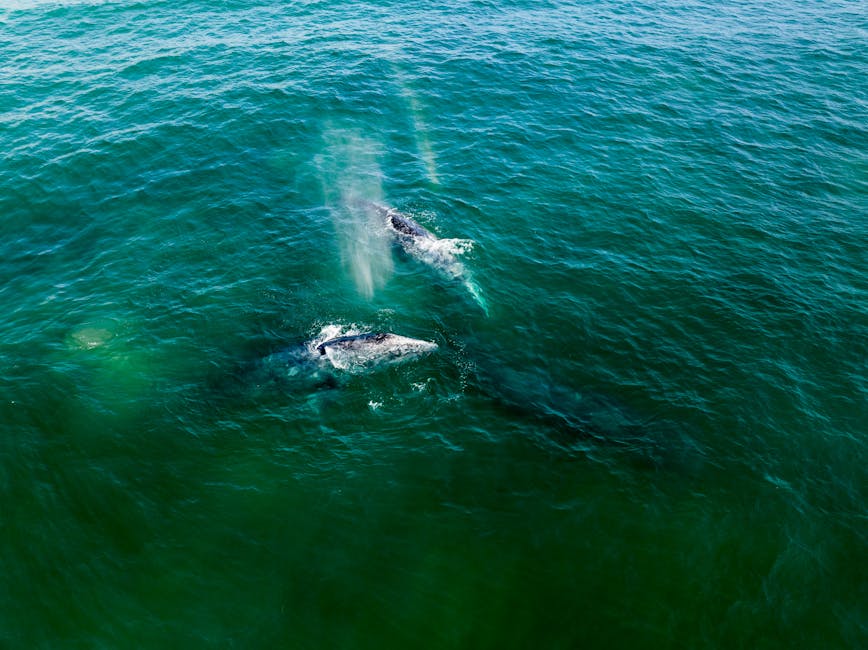 Aerial view of gray whales swimming in Baja California waters