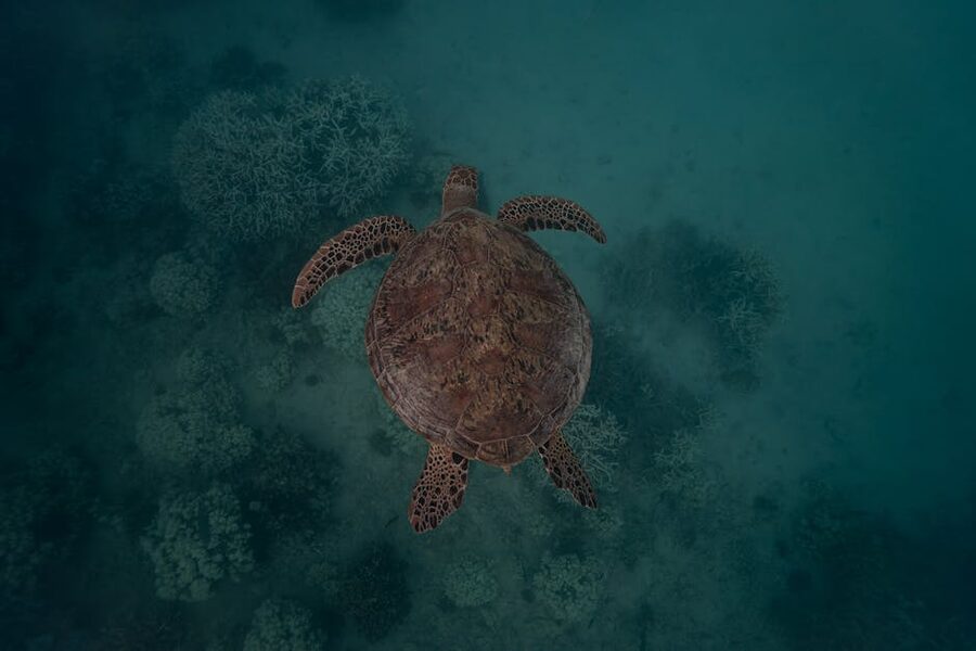 Aerial view of sea turtle swimming over coral reef
